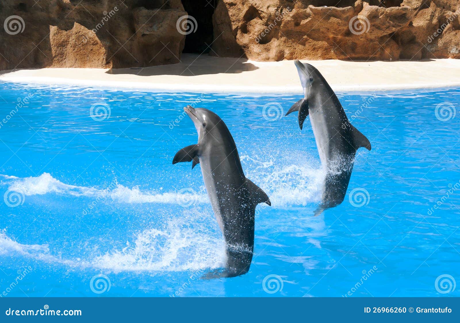 Two dancing dolphins stock photo. Image of nature, dance - 26966260
