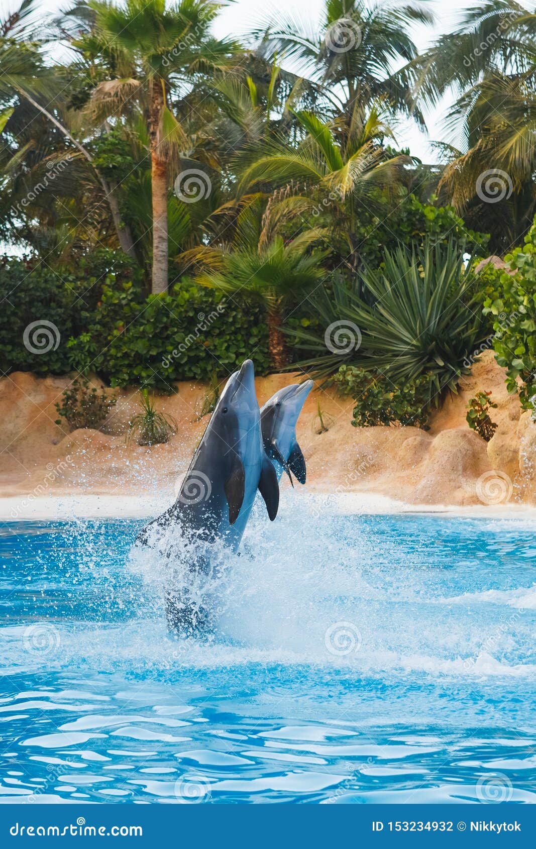 Two Dancing Dolphins in Blue Water Stock Photo - Image of mammal, blue ...