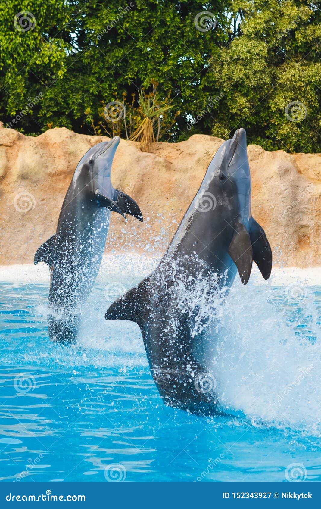 Two Dancing Dolphins in Blue Water Stock Image - Image of dramatic ...