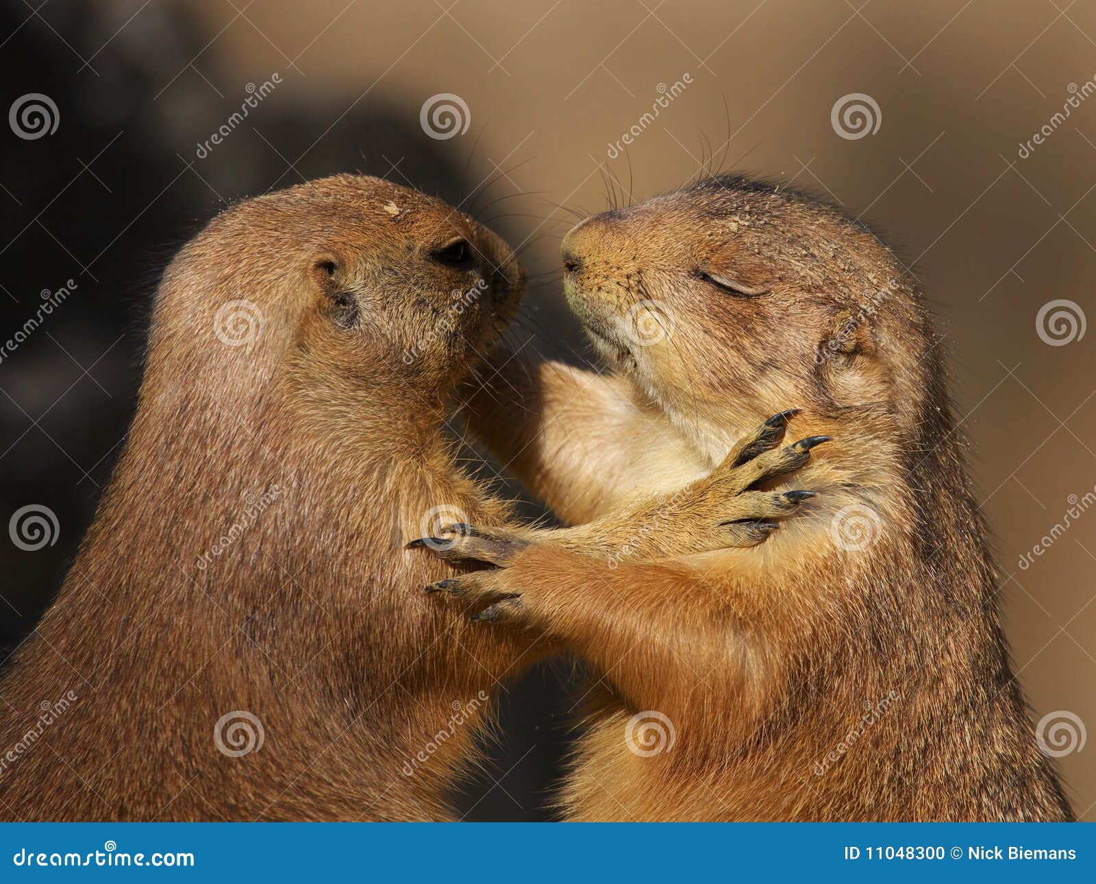 Two dancing prairie dogs stock photo. Image of togetherness - 11048300