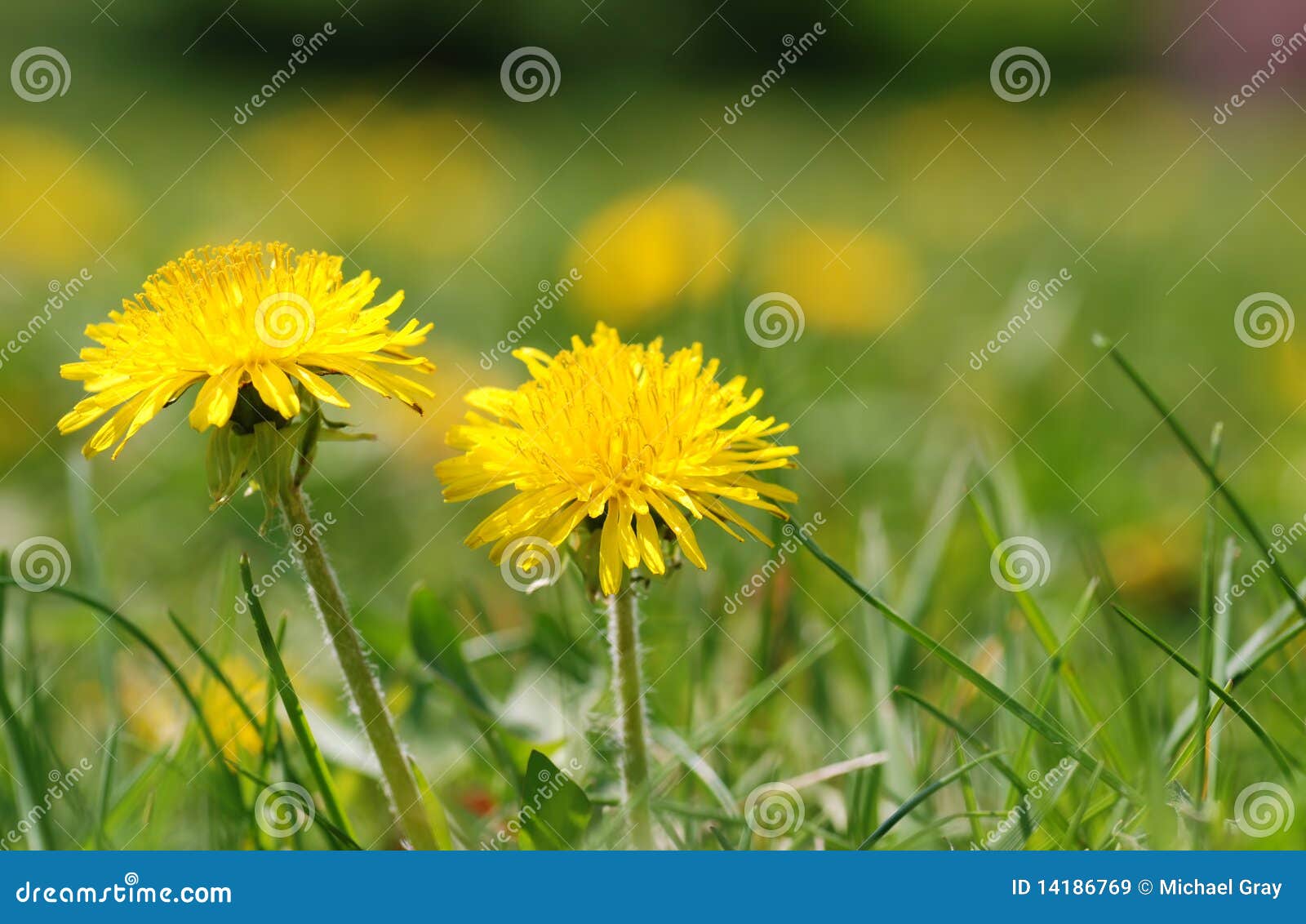 Two dandelion stock image. Image of outdoor, ecological - 14186769
