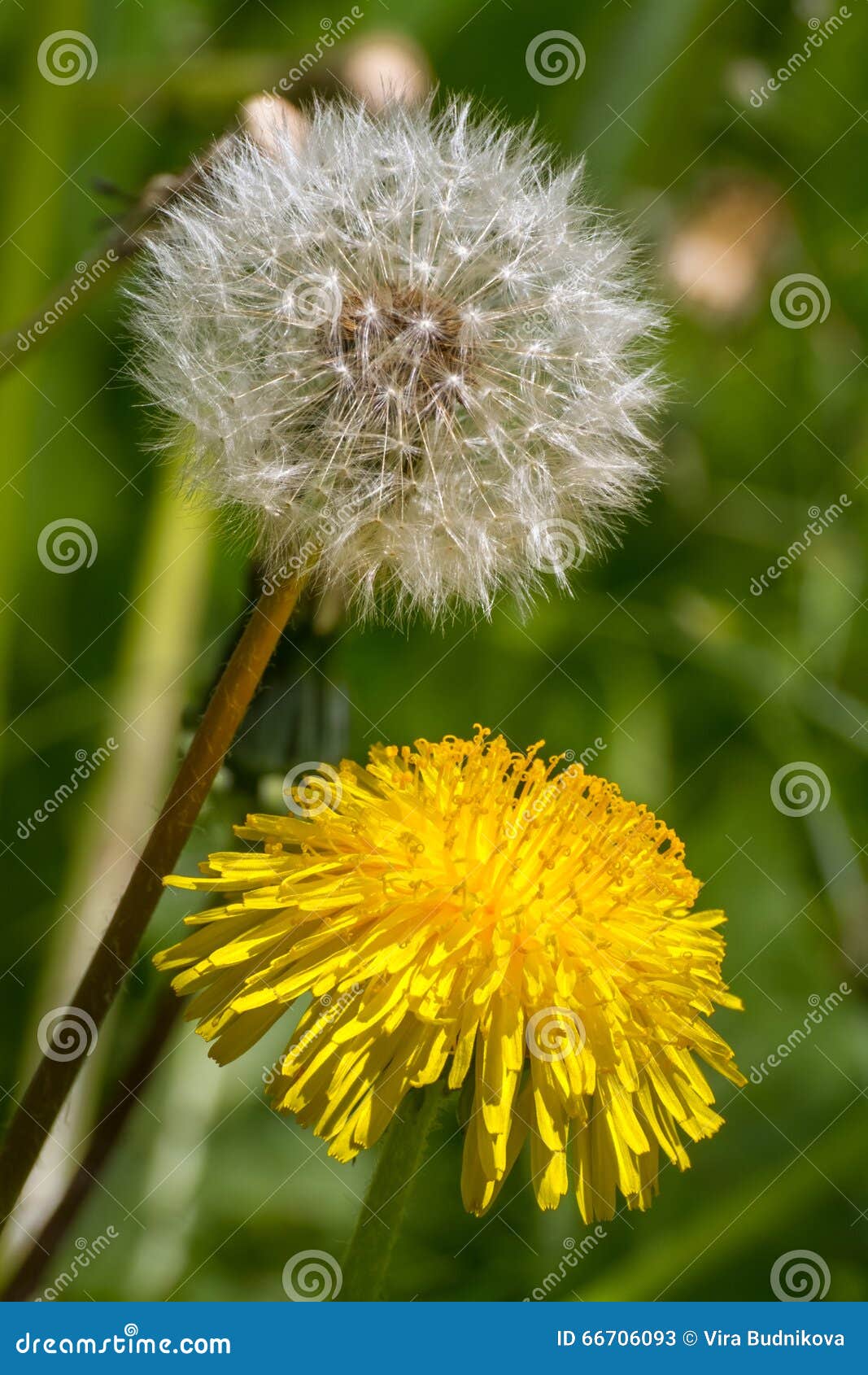 Two Dandelion - One Blooming, the Other in Fluffy Parachutes. Stock ...