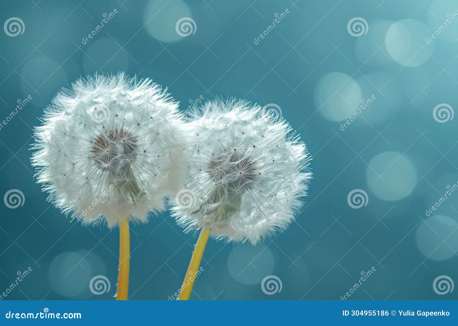 Two Dandelion Seeds Blowing in the Sky Stock Photo - Image of growth ...