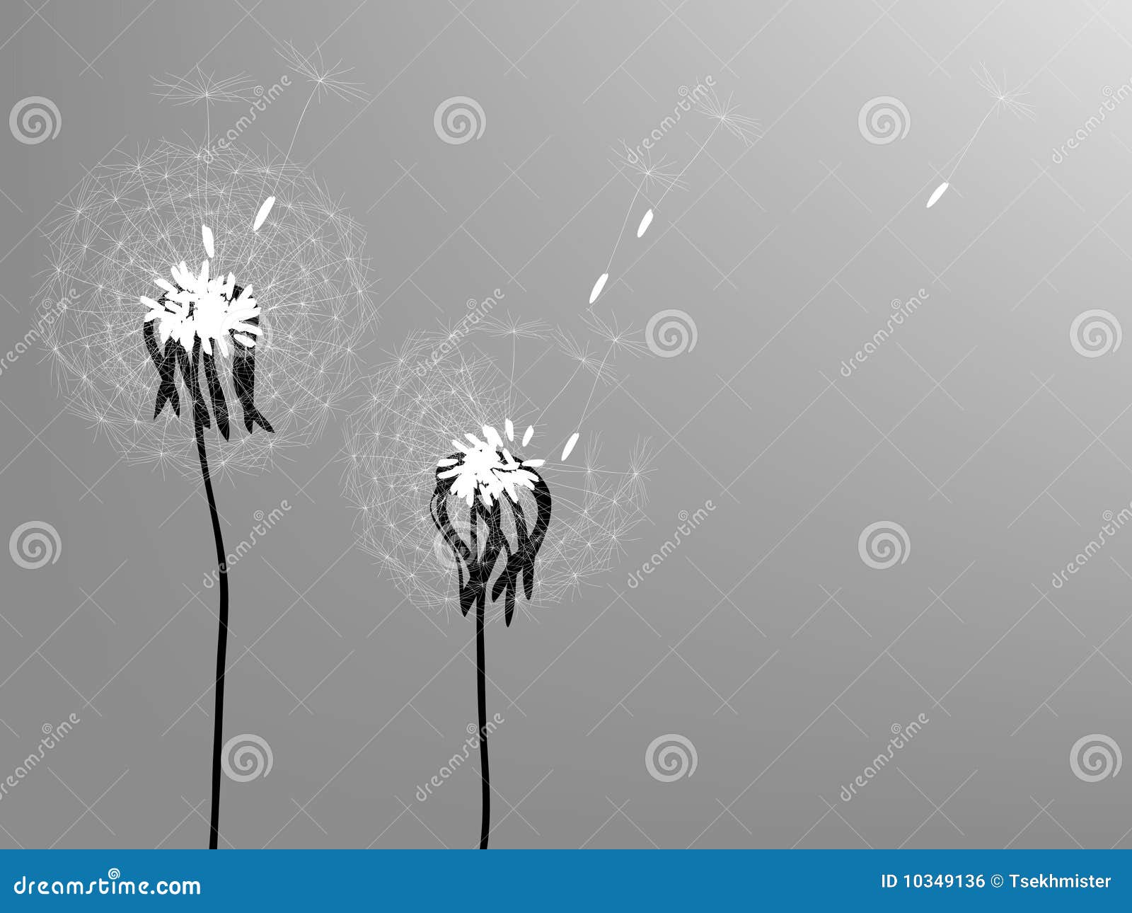 Two dandelions stock vector. Illustration of pistil, flimsy - 10349136
