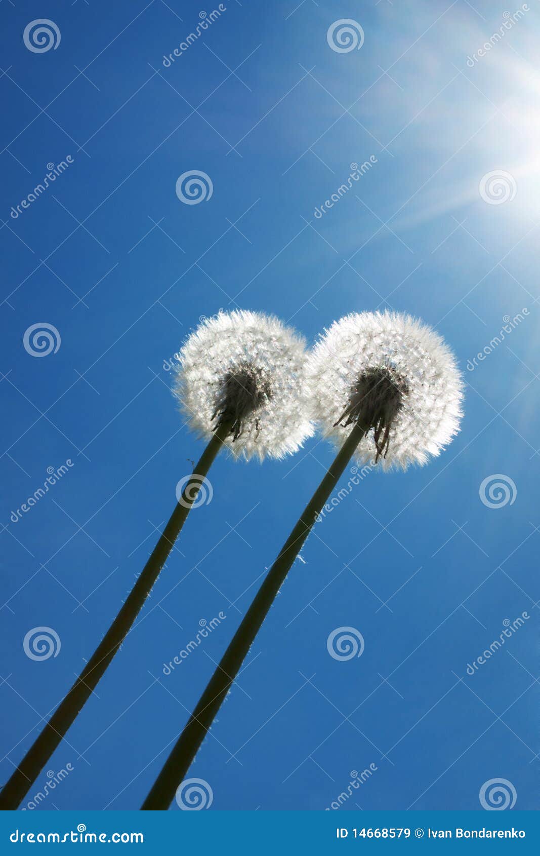 Two dandelions stock image. Image of flora, light, beautiful - 14668579