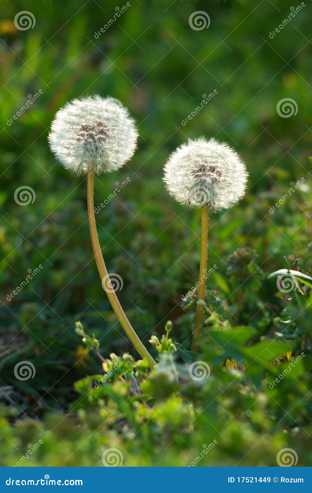 Two dandelions stock image. Image of leaf, field, flora - 17521449
