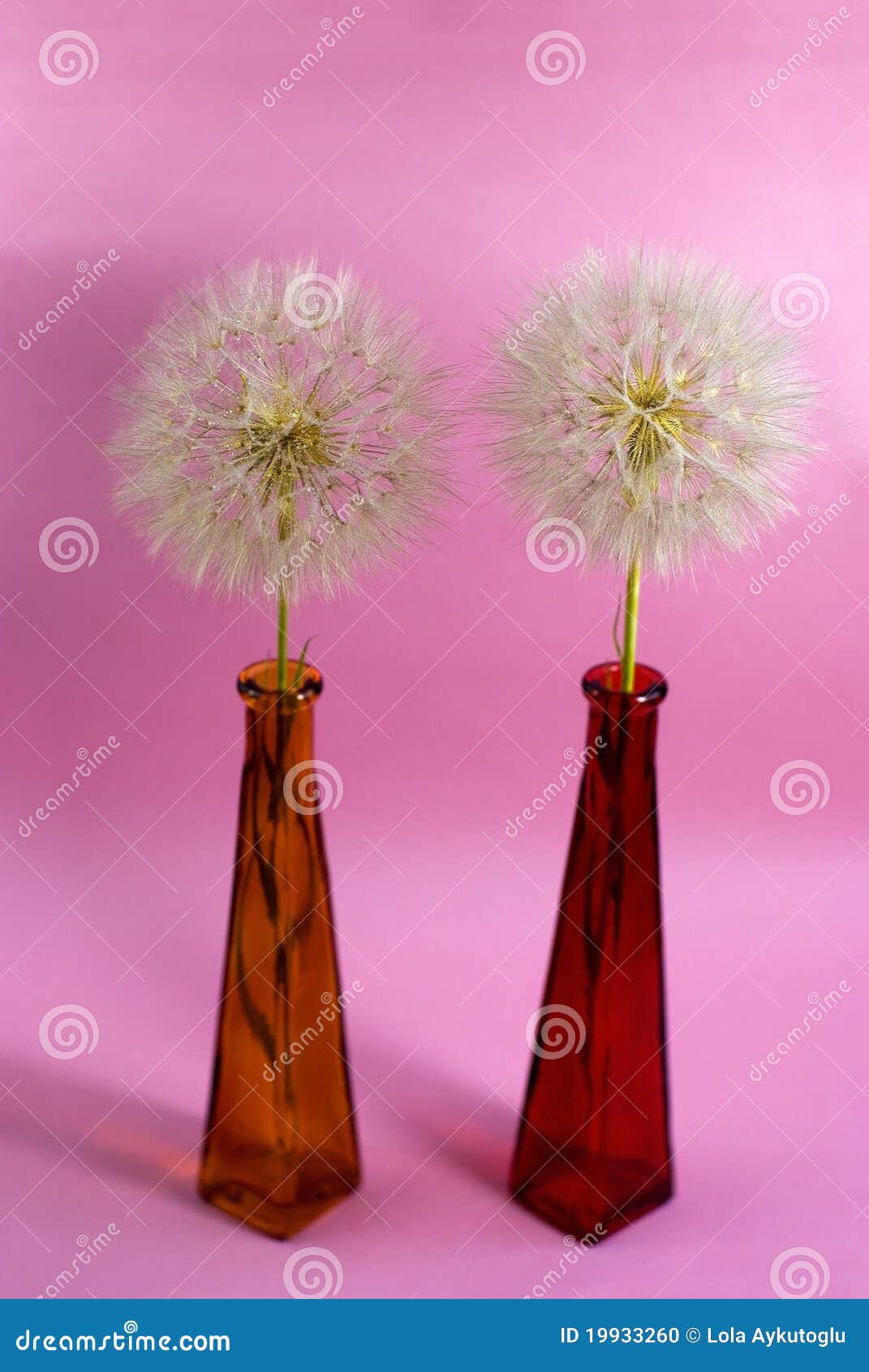 Two dandelions stock photo. Image of close, wispy, summer - 19933260