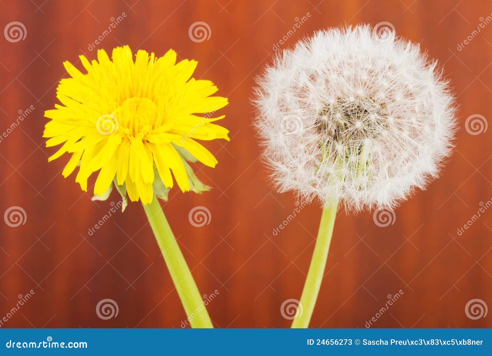 Two dandelions stock image. Image of seed, nature, season - 24656273