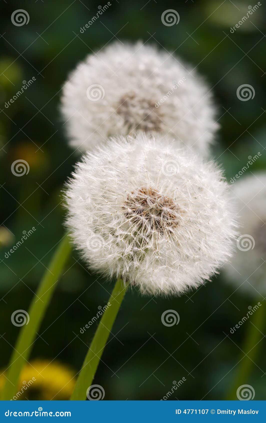 Two dandelions stock image. Image of close, color, green - 4771107