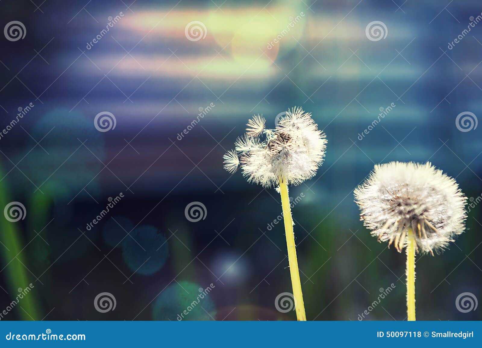 Two dandelions in a field stock photo. Image of green - 50097118