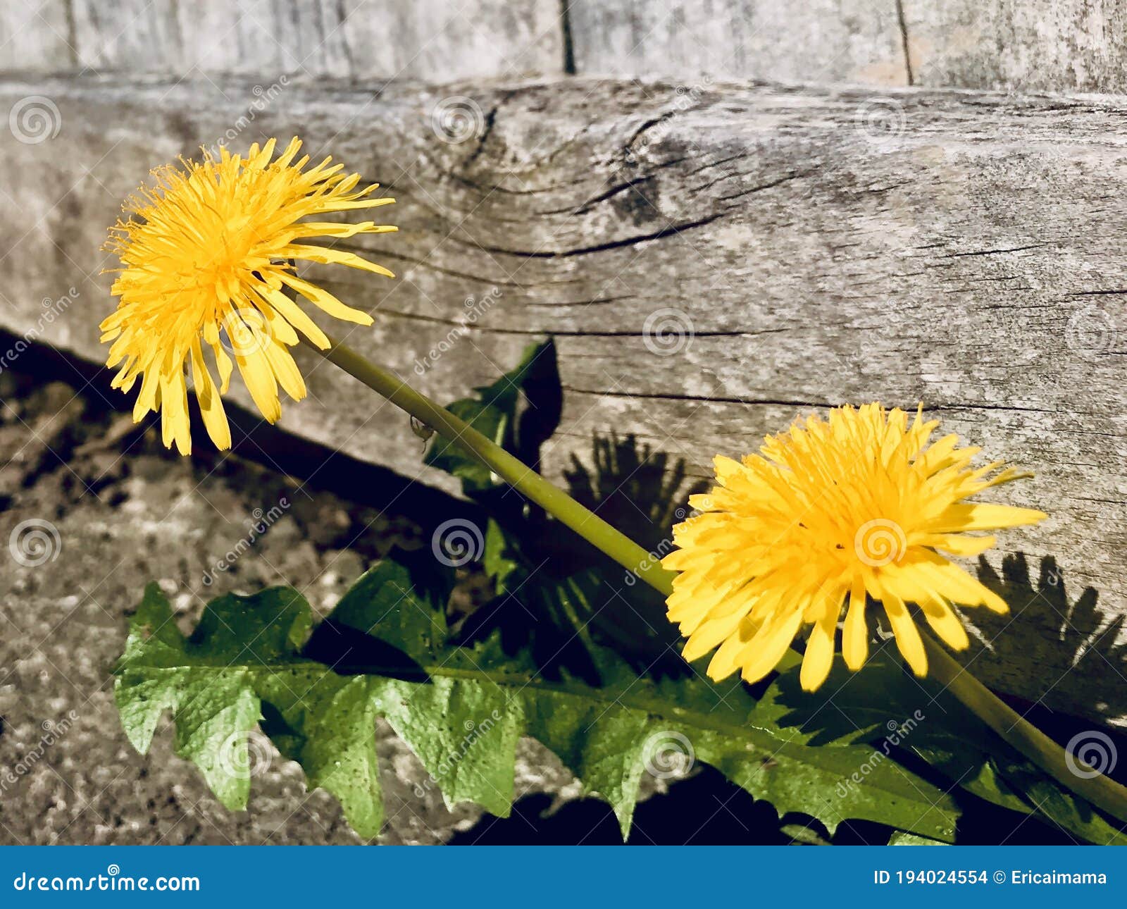 Two Dandelions Grows Under the Slit of the Board Stock Photo - Image of ...