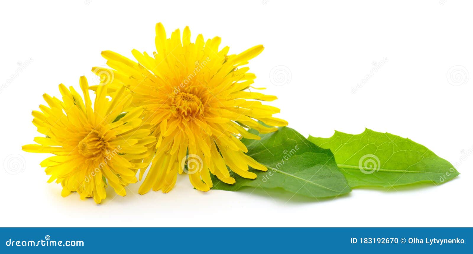 Two dandelions with leaves stock photo. Image of macro - 183192670