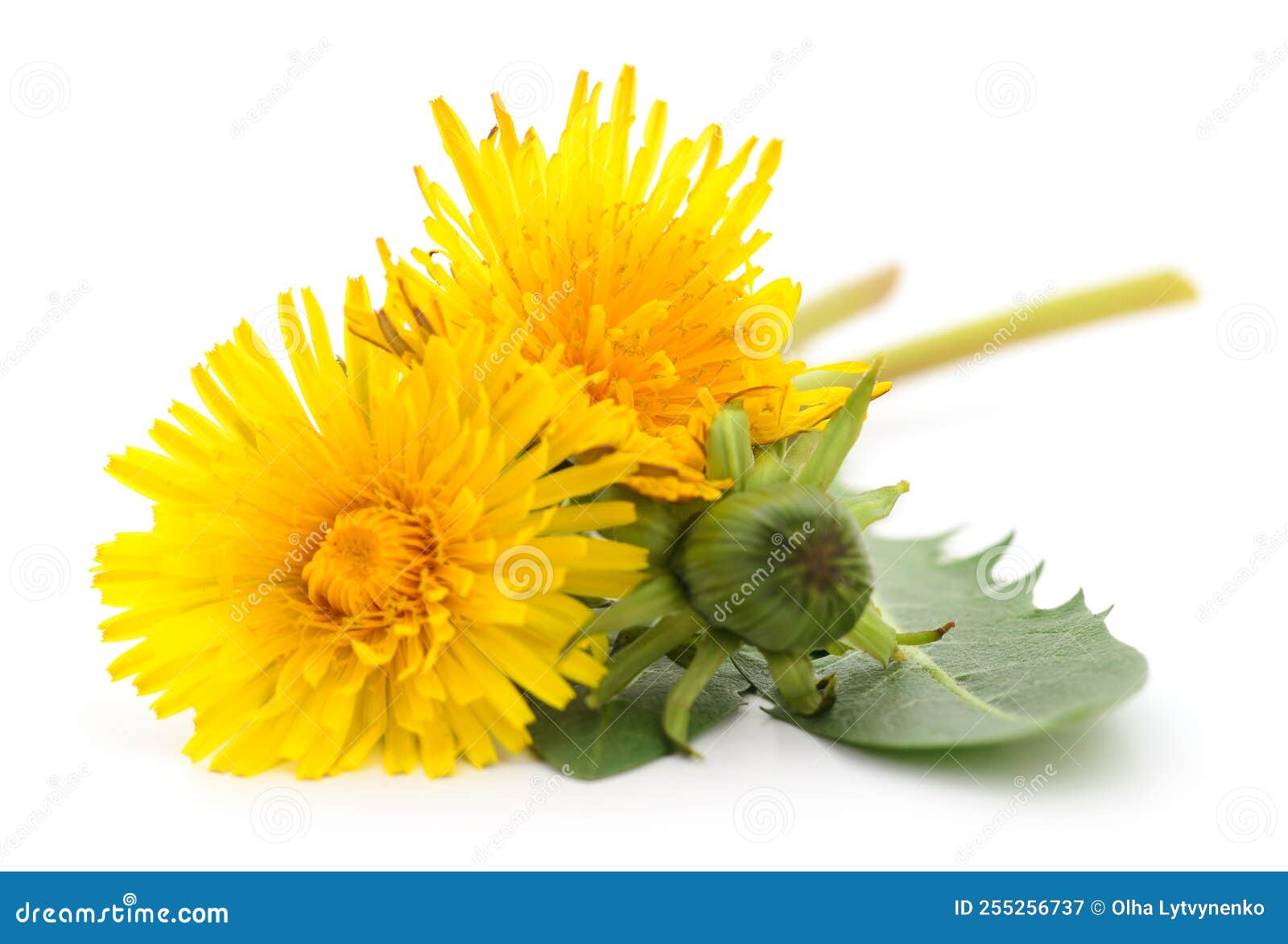 Two dandelions with leaves stock image. Image of closeup - 255256737