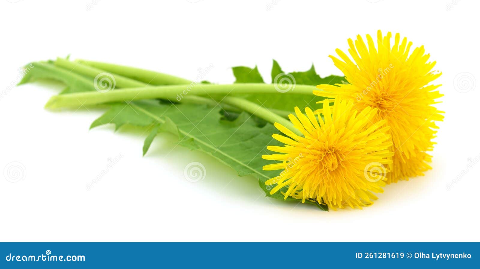 Two dandelions with leaves stock image. Image of green - 261281619