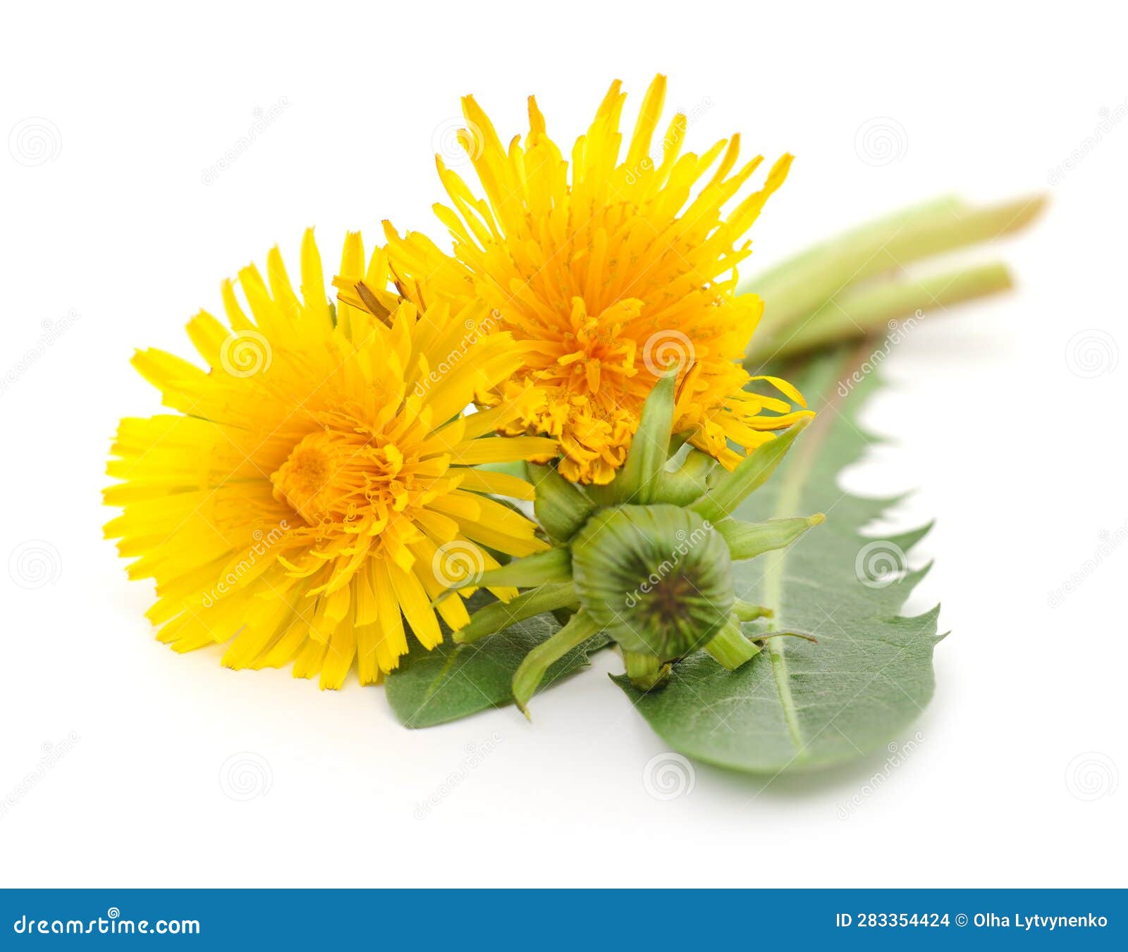 Two dandelions with leaves stock photo. Image of dandelion - 283354424