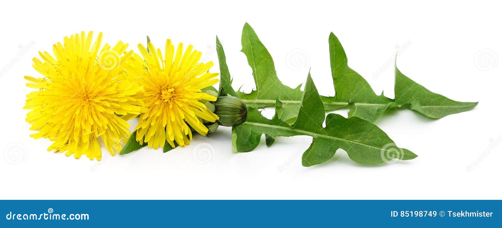 Two Dandelions with Leaves. Stock Image - Image of closeup, plant: 85198749