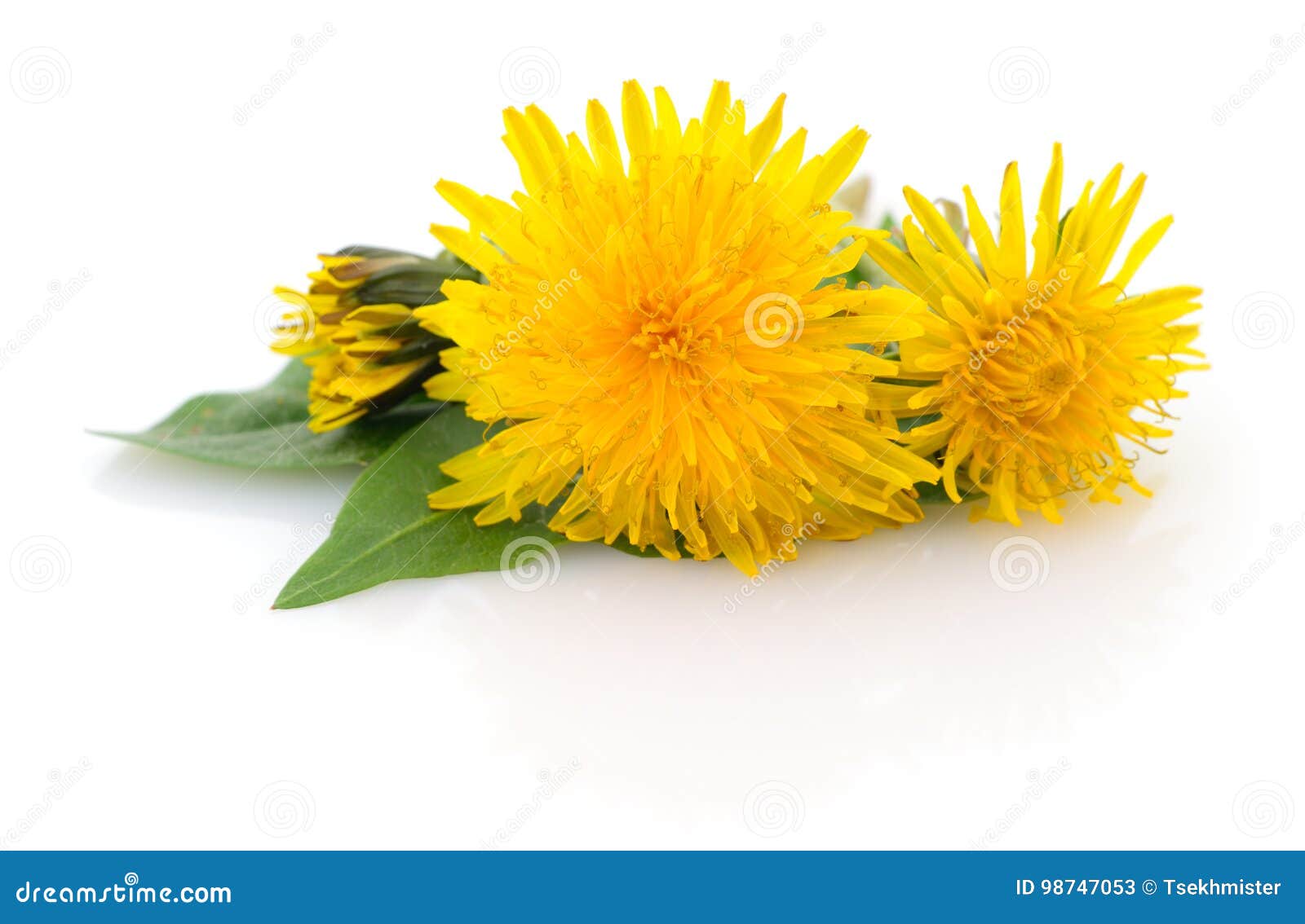 Two Dandelions with Leaves. Stock Image - Image of macro, beauty: 98747053