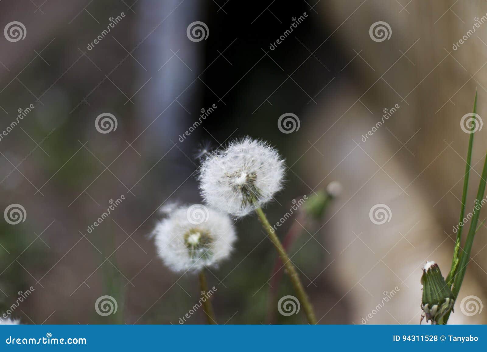 Two dandelions stock photo. Image of ceremonies, dandelions - 94311528
