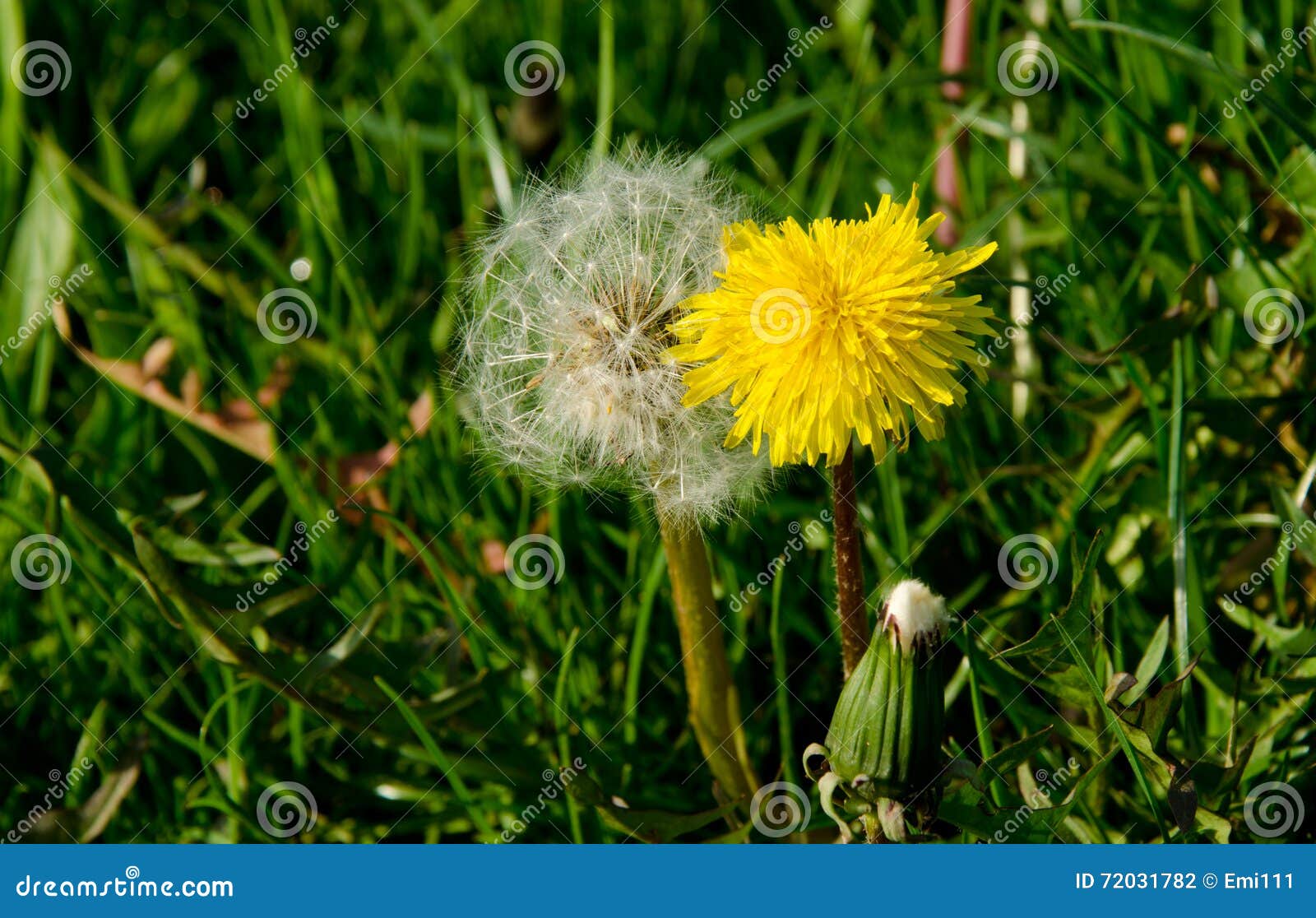 Two dandelions stock photo. Image of sport, green, lawn - 72031782