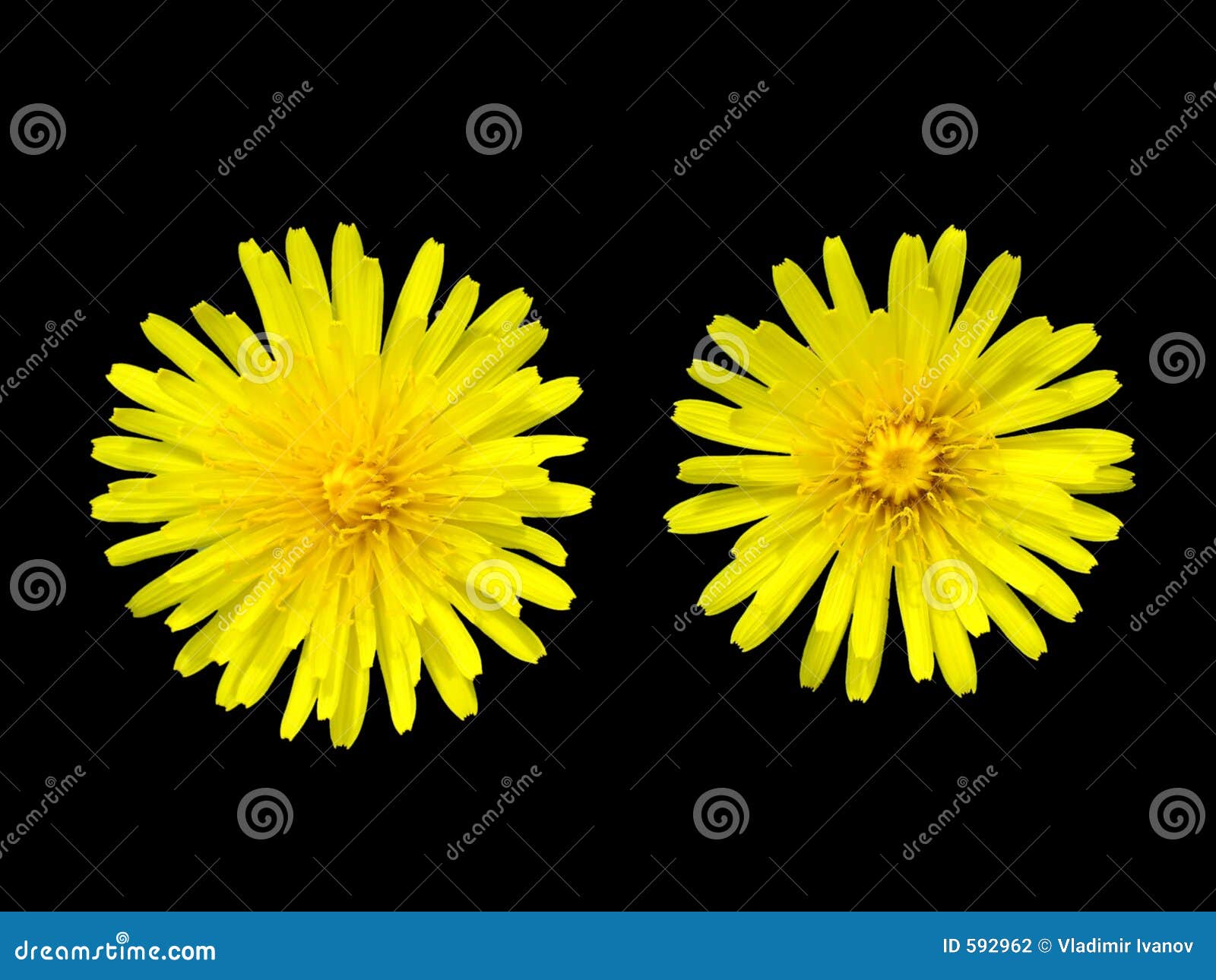 Two dandelions over black stock photo. Image of black, couple - 592962