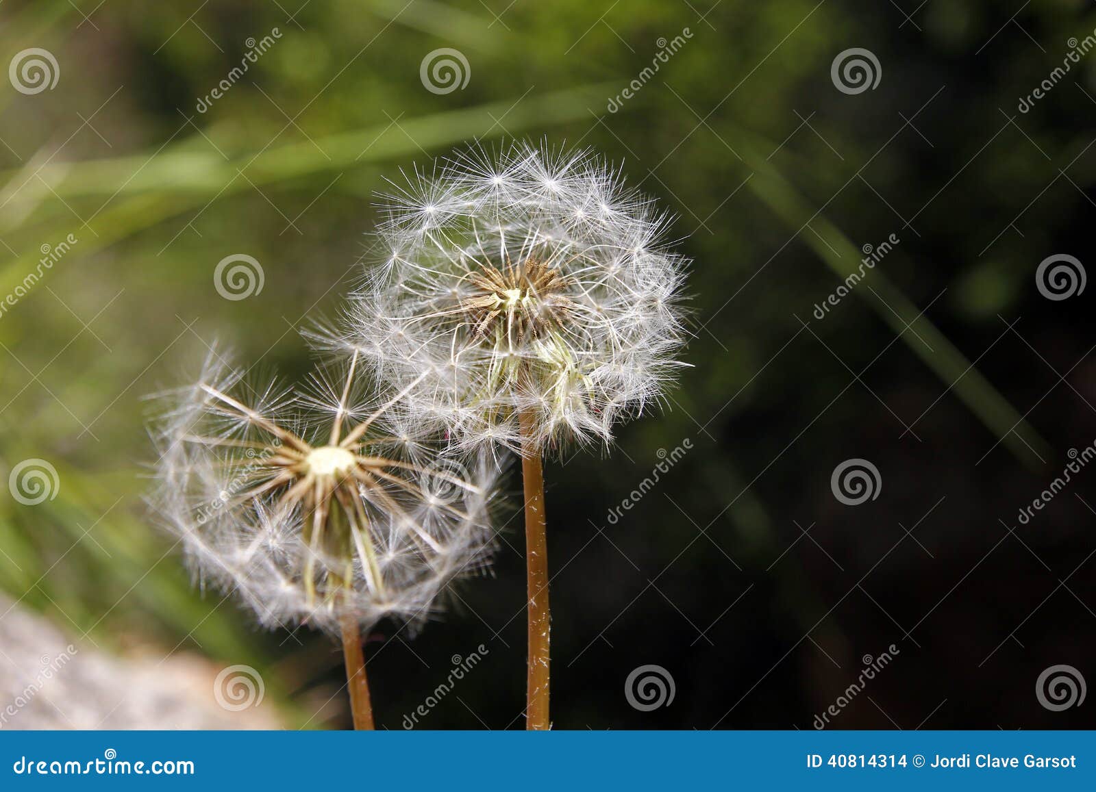 Two dandelions stock photo. Image of beautiful, closeup - 40814314