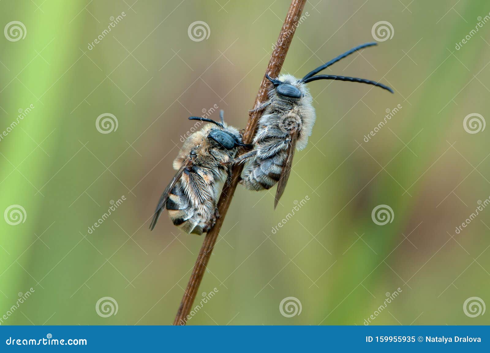 Two Dark Forest Bees in Dew on a Blade of Grass Stock Image - Image of ...