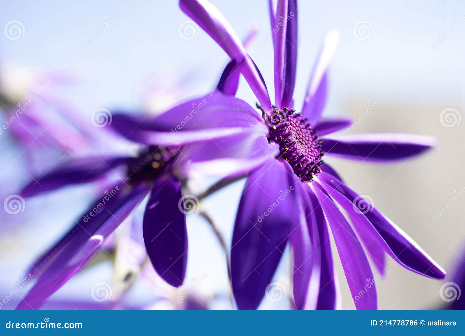 Two Dark Purple Daisies on Desaturated Slightly Blue Background ...