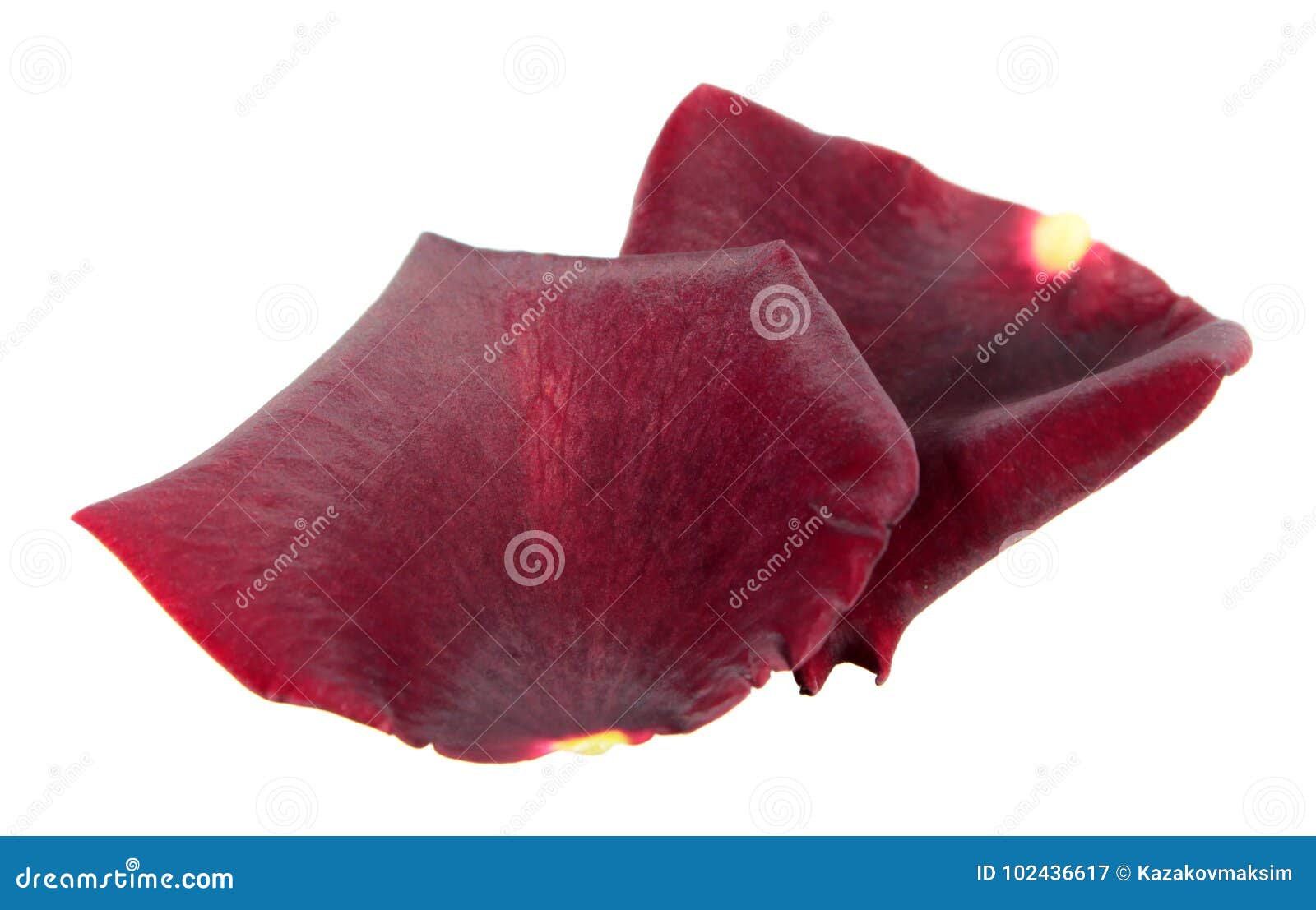 Dark Red Rose Petals