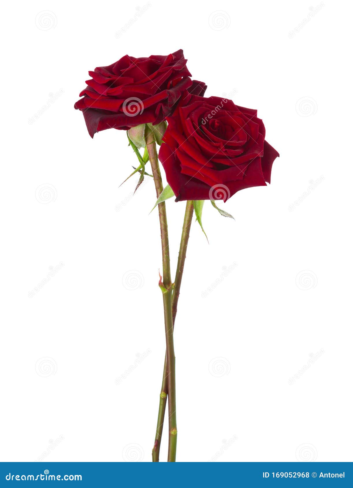 Dark Red Roses Long Stem Photos - Free & Royalty-Free Stock Photos from ...