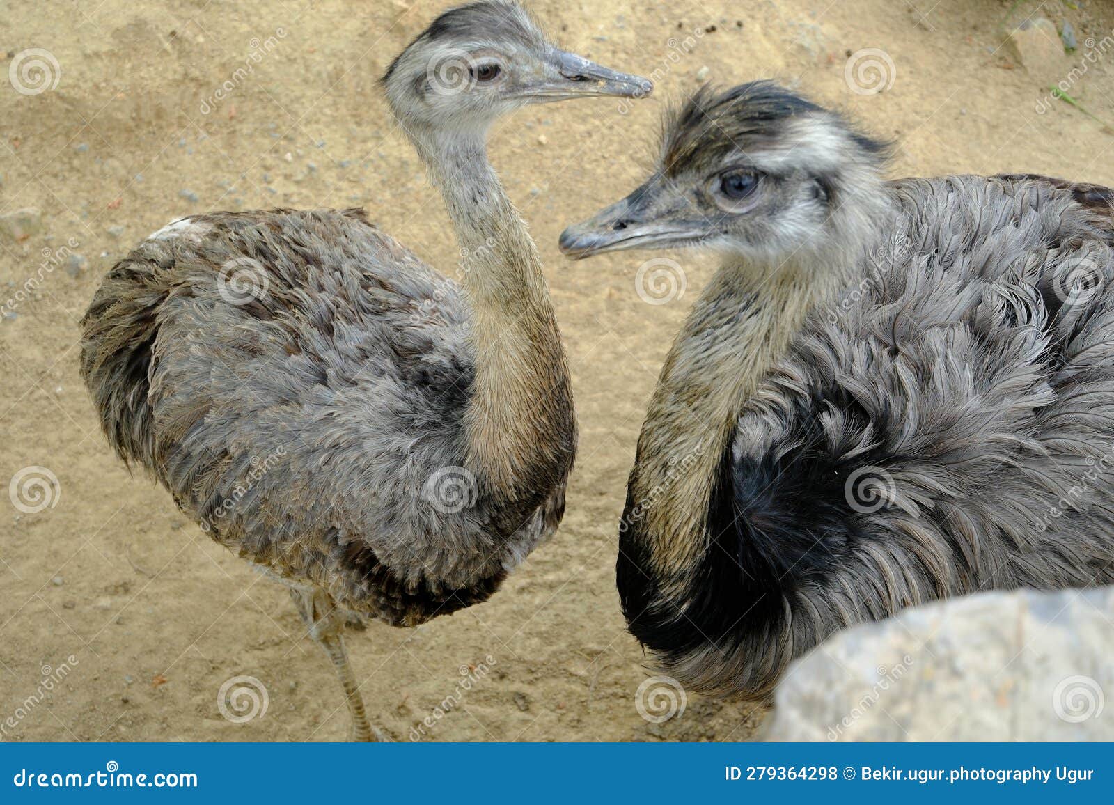 Darwins Rhea stock photo. Image of america, duck, ducks - 279364298