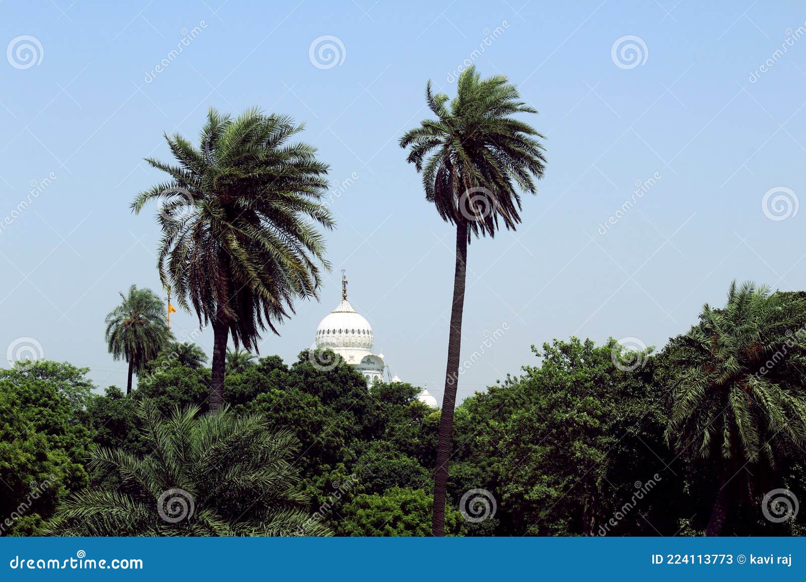 Two date tree image stock image. Image of flowers, blossom - 224113773