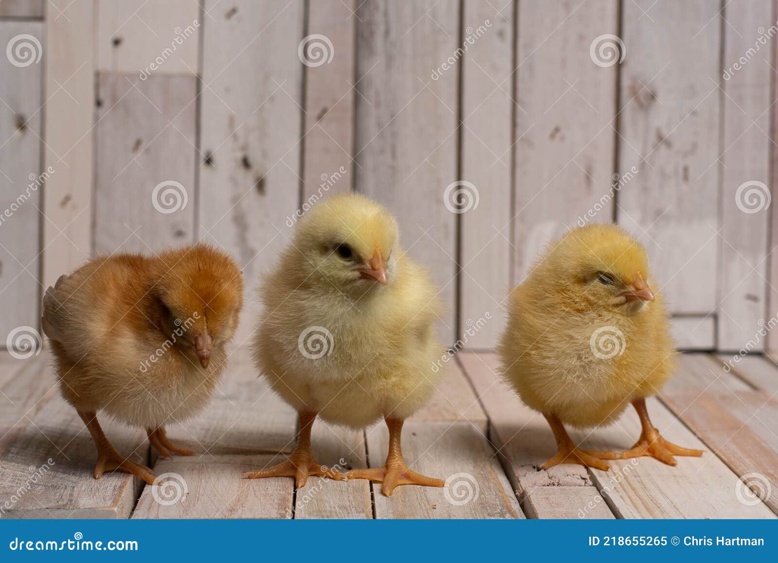 Baby Chicks on a Barn Floor Stock Image - Image of beak, easter: 218655265