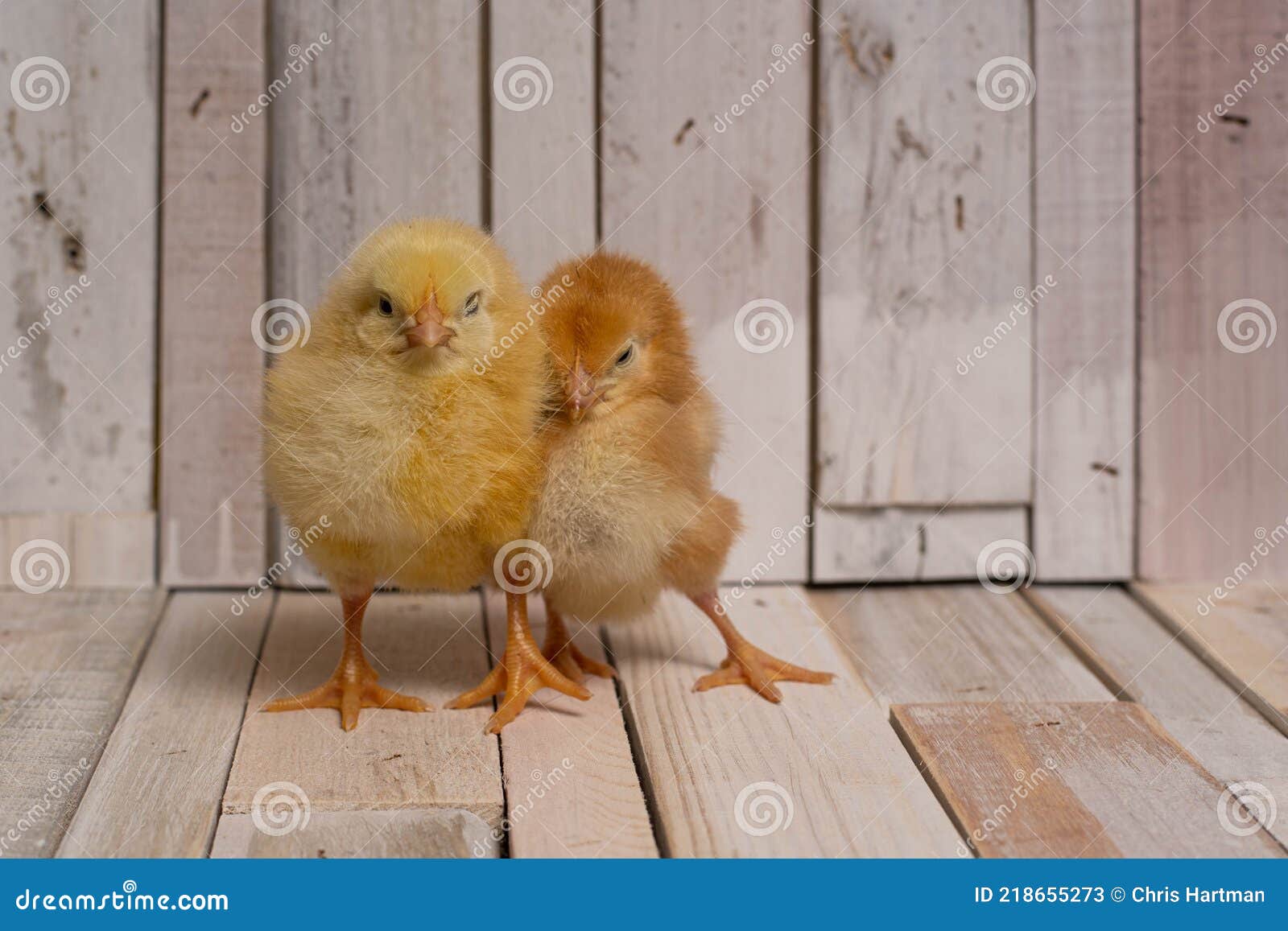 Baby Chicks on a Barn Floor Stock Image - Image of hatchery, life ...
