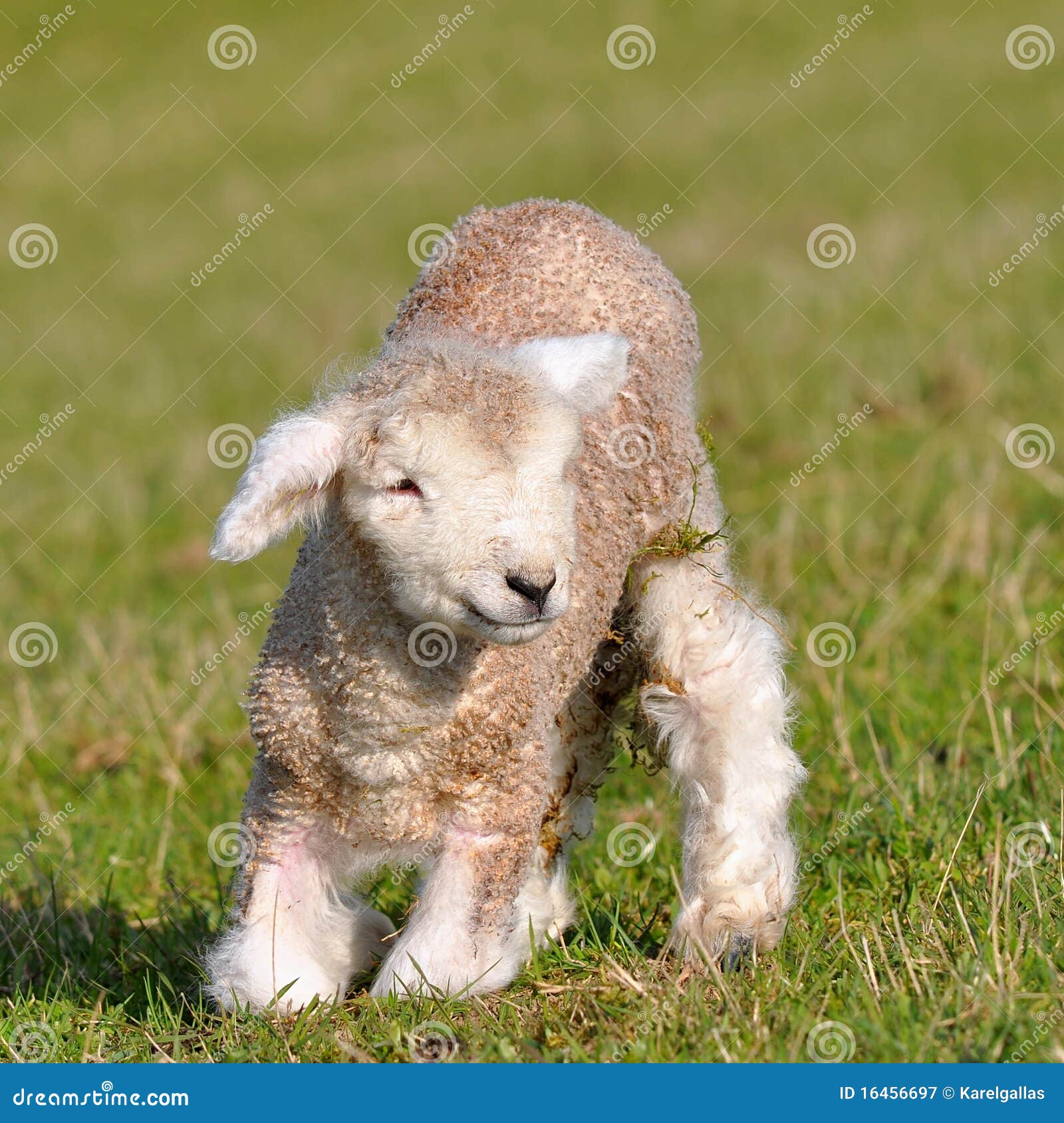 Two days old lamb stock image. Image of curious, little - 16456697