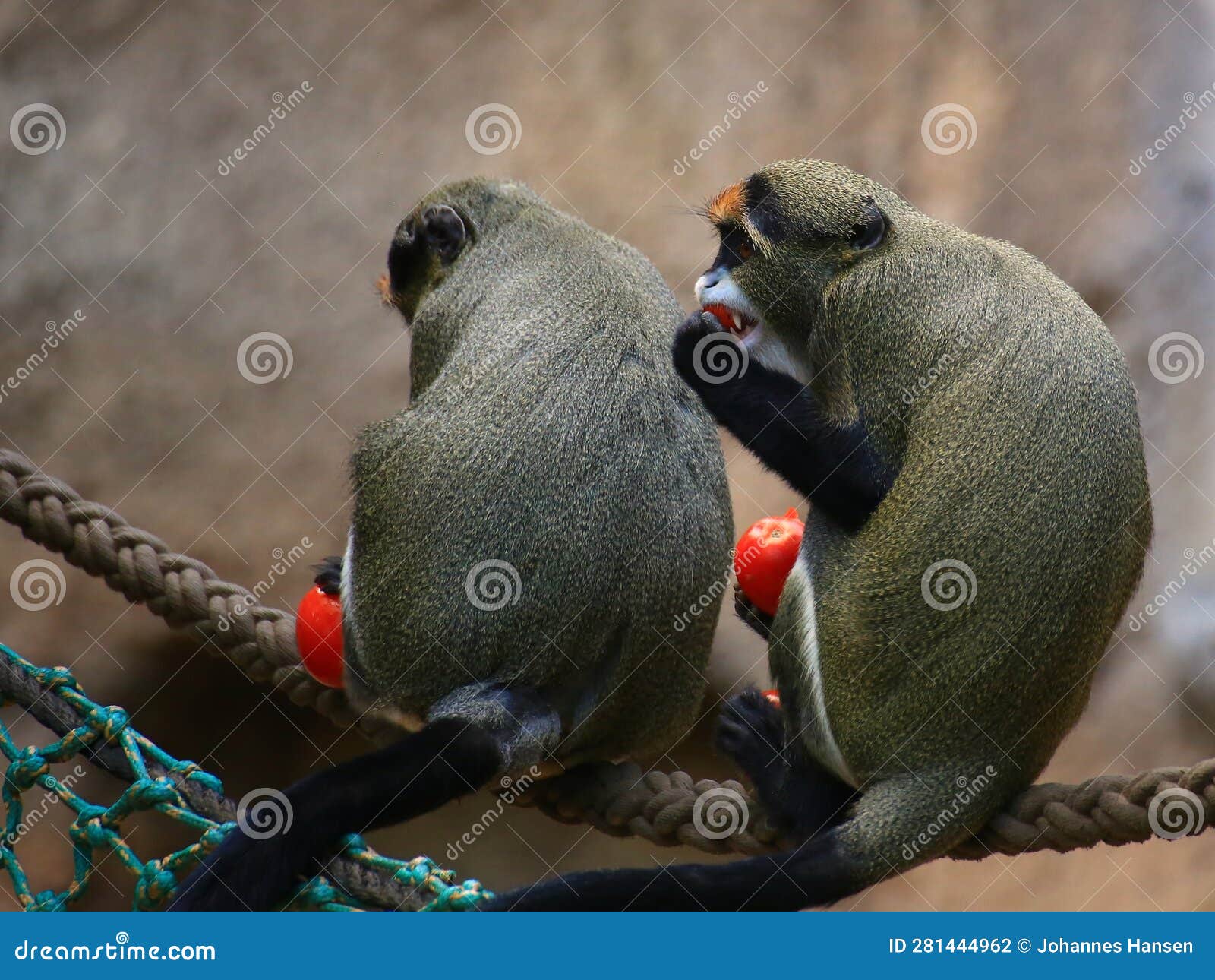 Two De Brazzas Monkeys (Cercopithecus Neglectus) Eating Tomatoes ...