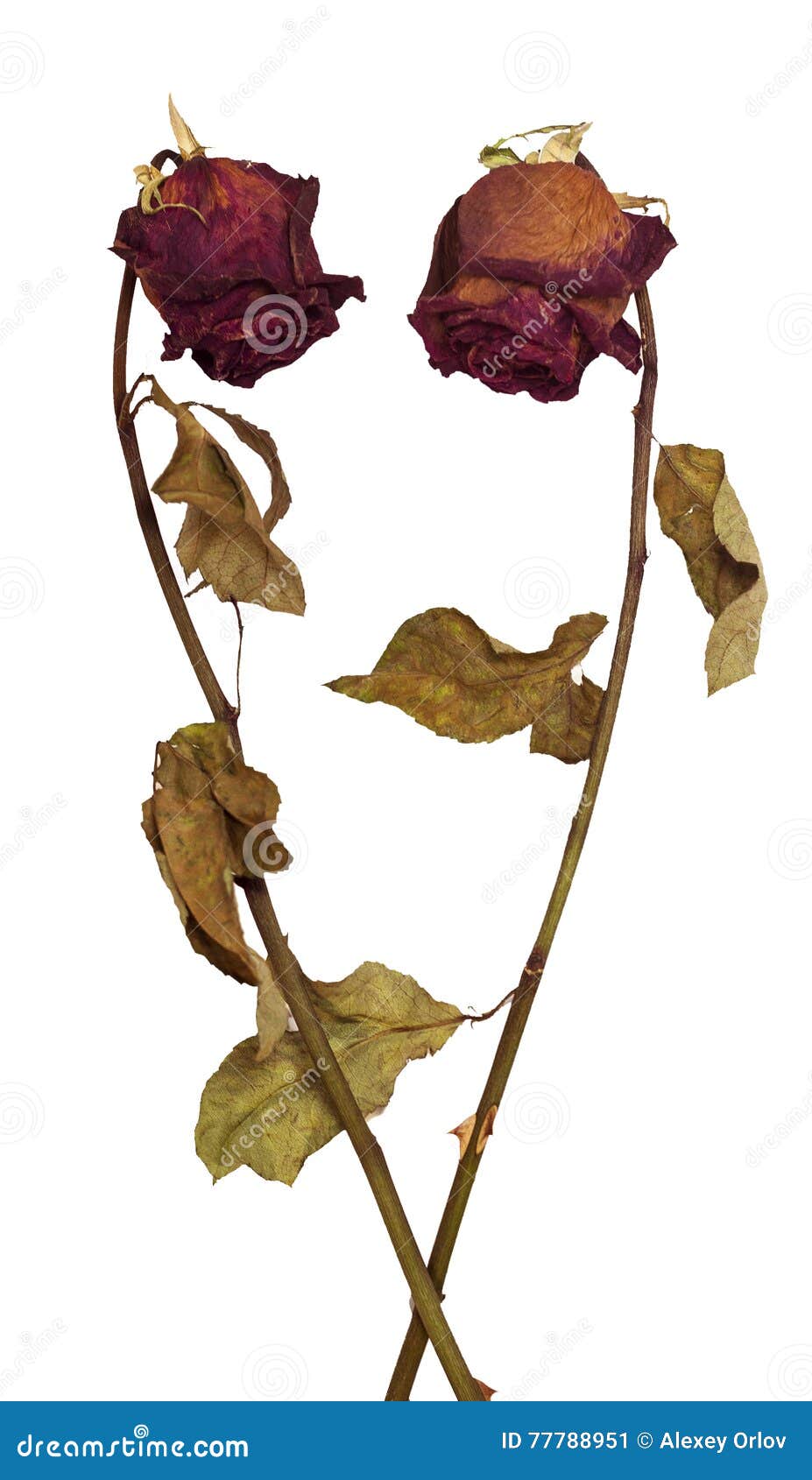 Dead Rose Royalty-Free Stock Photography | CartoonDealer.com #30468377