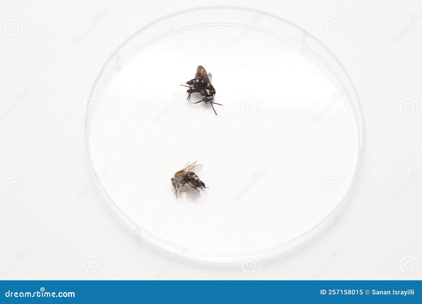 Two Dead Insect Samples in Petri Dish Stock Image - Image of overhead ...