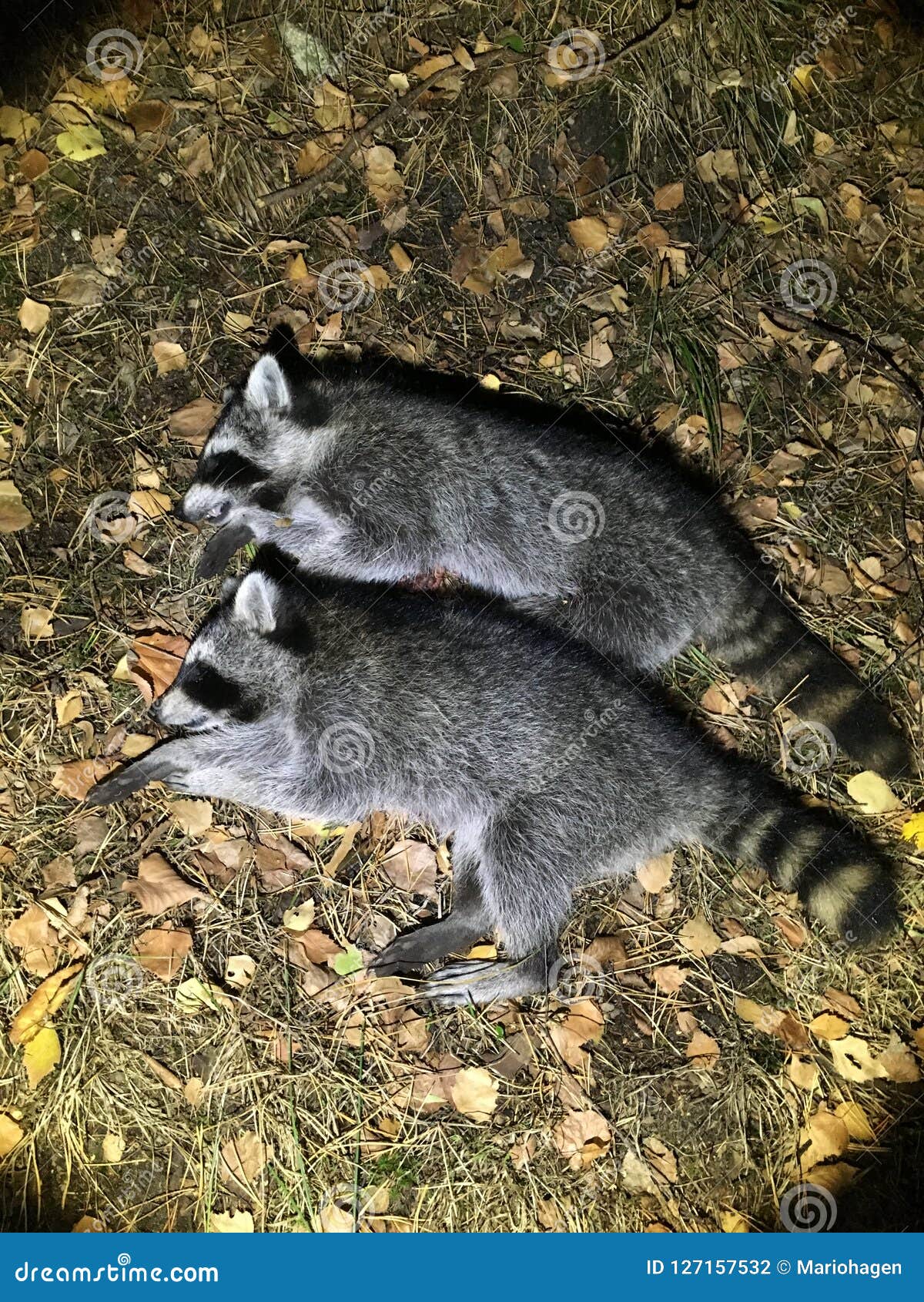 Two dead raccoons stock photo. Image of skin, amphibian - 127157532
