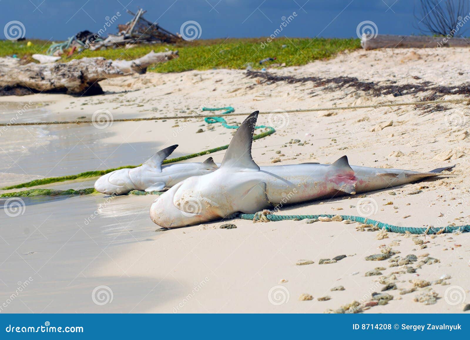 Two dead sharks stock photo. Image of sharks, fishing - 8714208