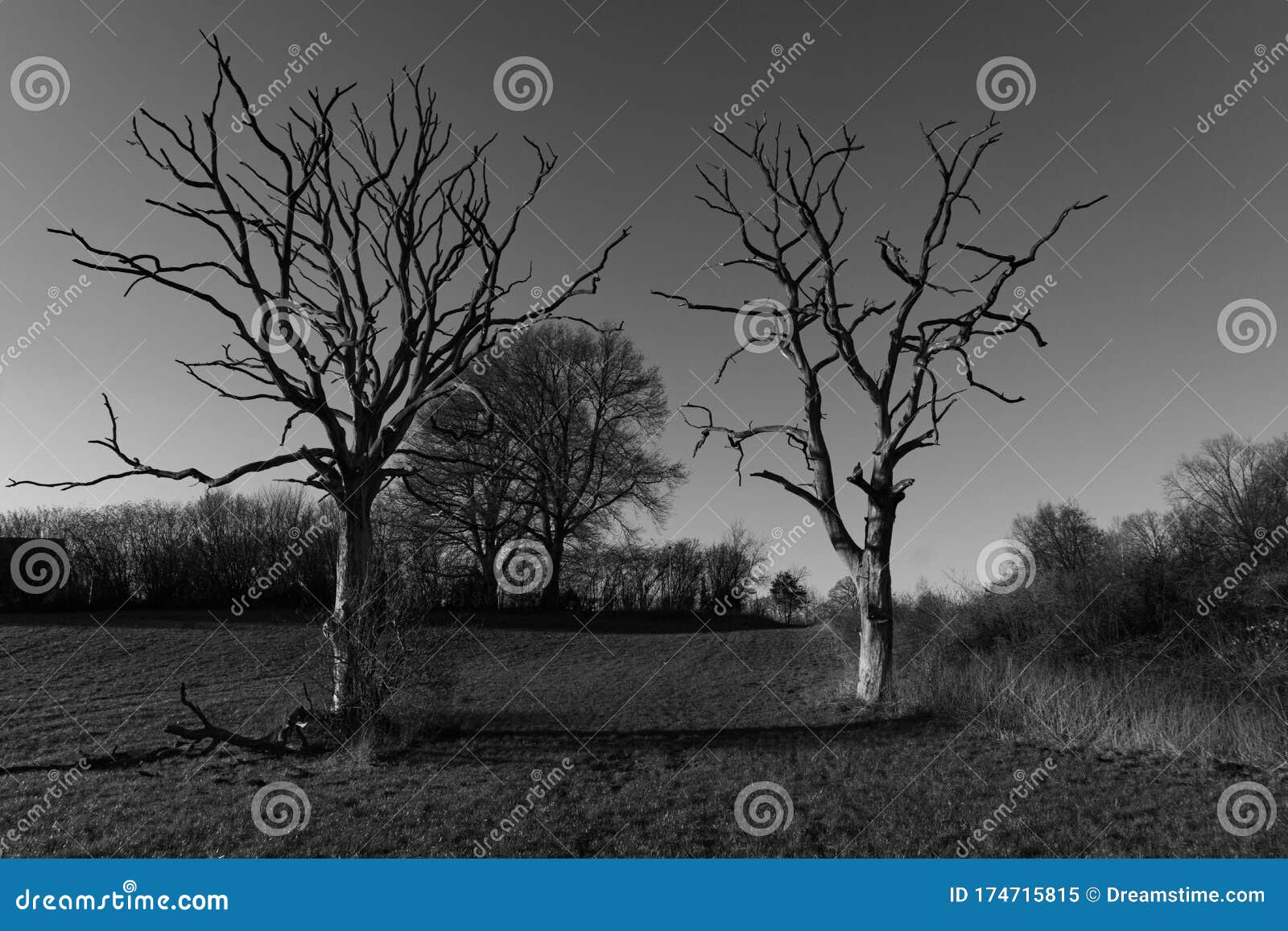 Two Dead Tree Black and White Stock Image - Image of outdoor, root ...