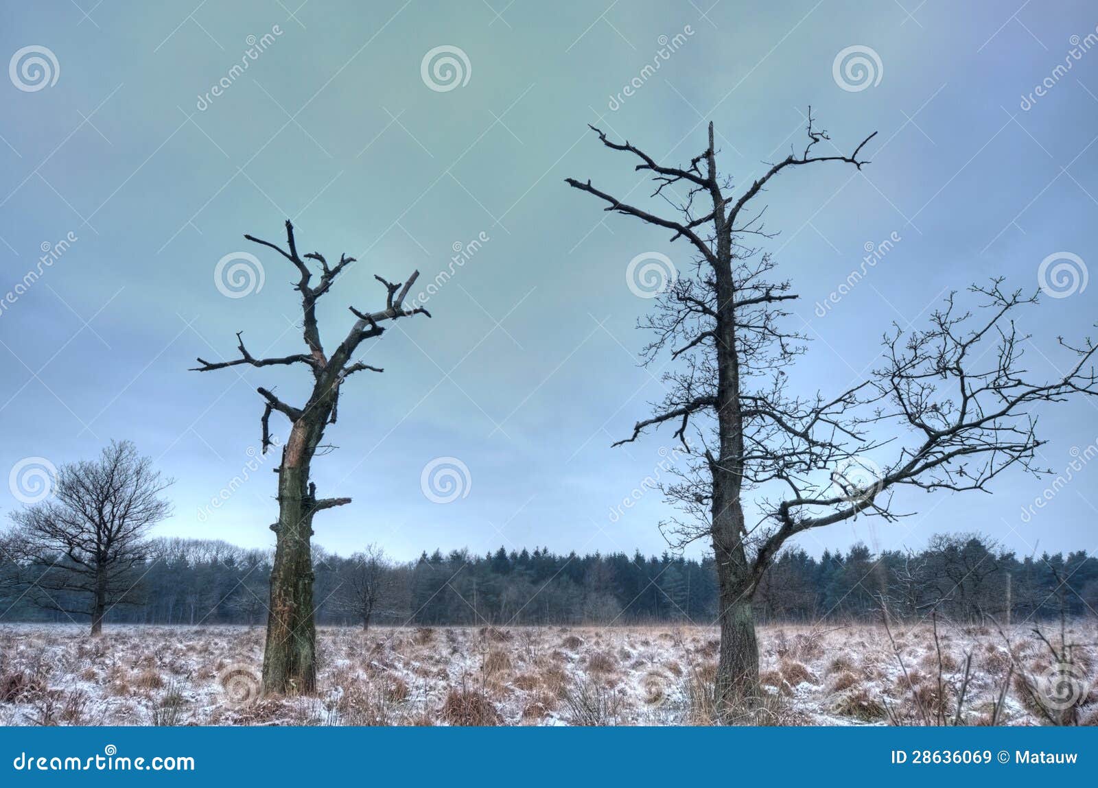 Two dead trees stock image. Image of caerulea, dead, frozen - 28636069