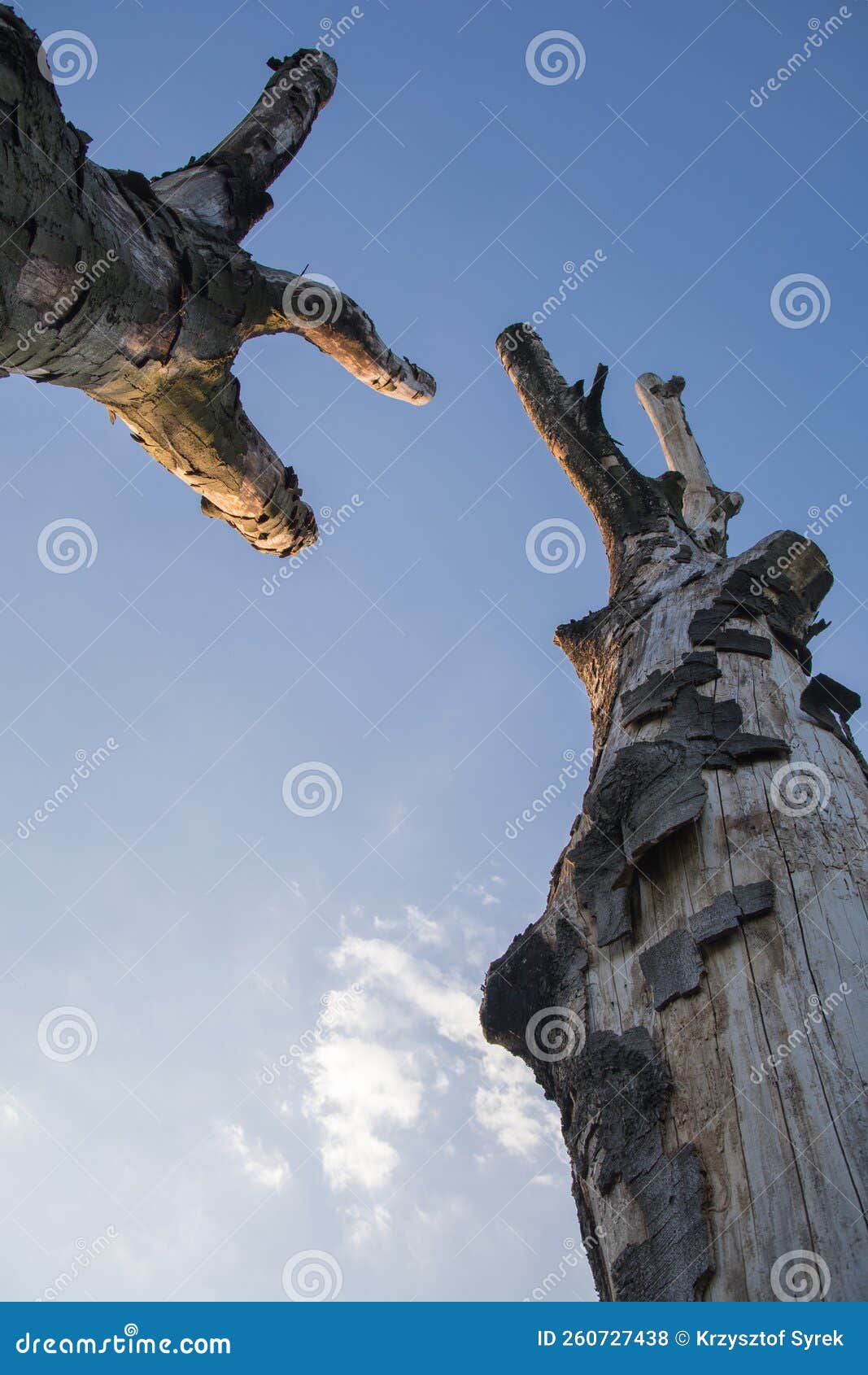 Two Dead Trees Trying To Reach One Another Stock Photo - Image of ...