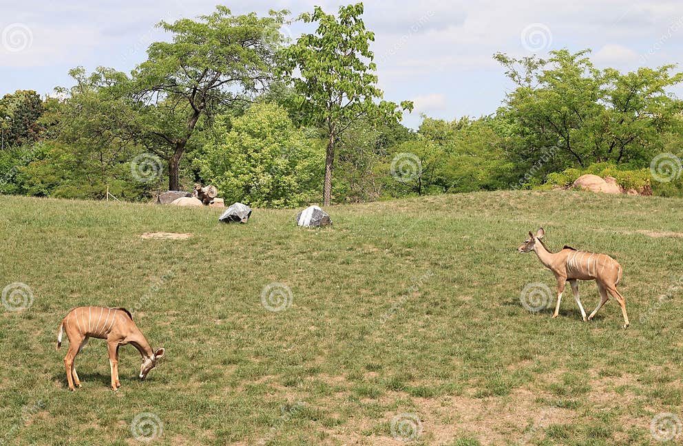Two Dears stock image. Image of meadow, nature, dear - 76714595