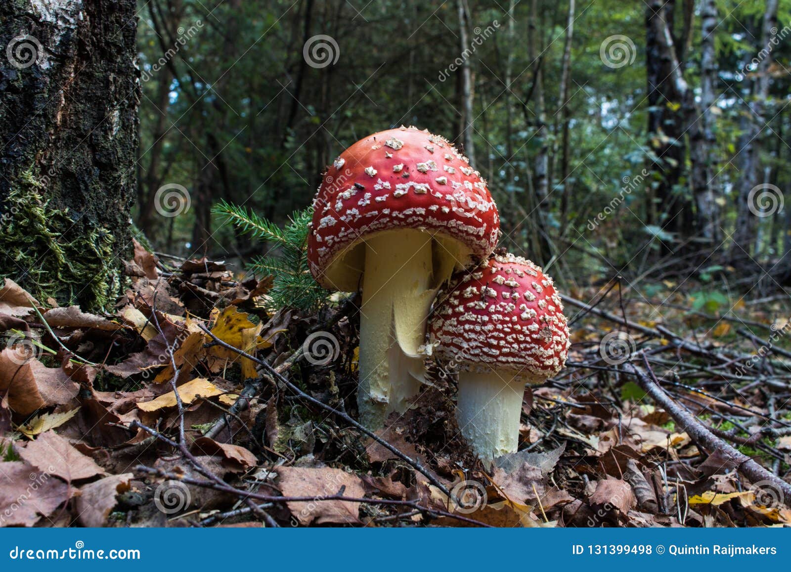 Two Death Cap Mushrooms on Forest Floor Stock Photo - Image of forest ...