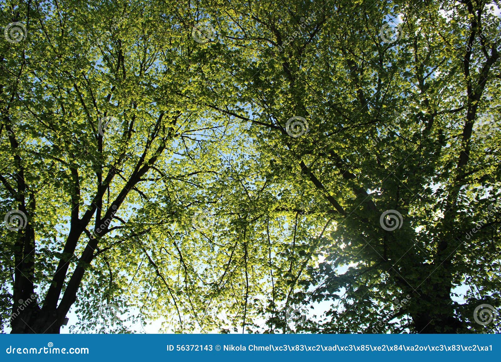 Two deciduous trees stock image. Image of friends, trees - 56372143