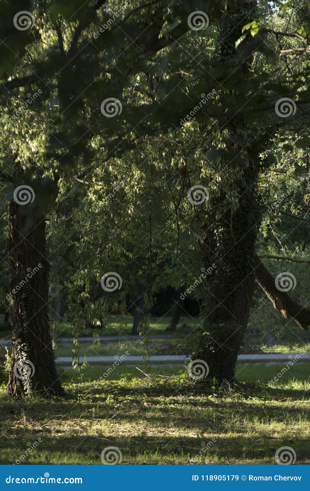 Two Deciduous Trees with a Shadow Stock Image - Image of branch ...