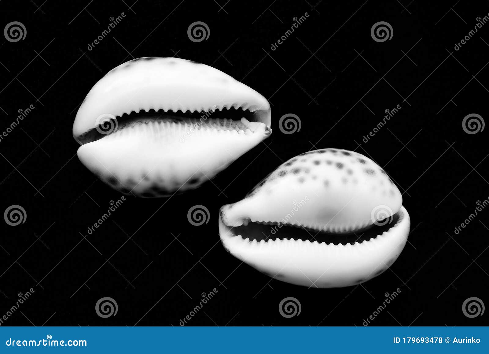 Two Decorative Shells Isolated on Black Background Stock Photo - Image ...