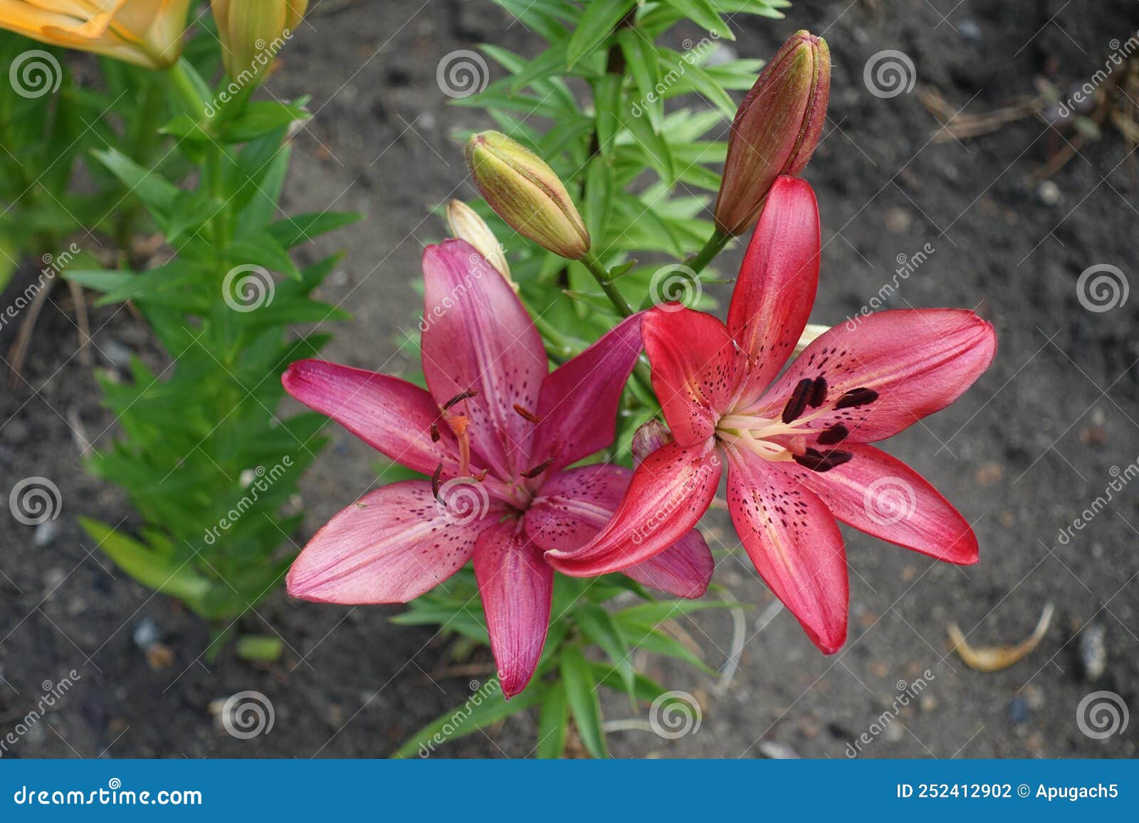 Two Deep Pink Spotted Flowers of Lilies Stock Photo - Image of ...