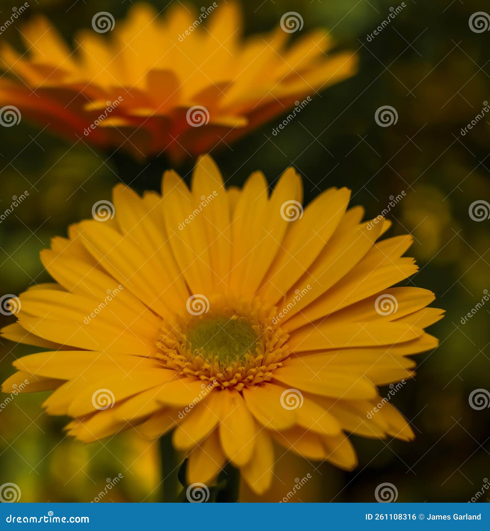Two Deep Yellow Barberton Daiaies Stock Photo - Image of plant, views ...