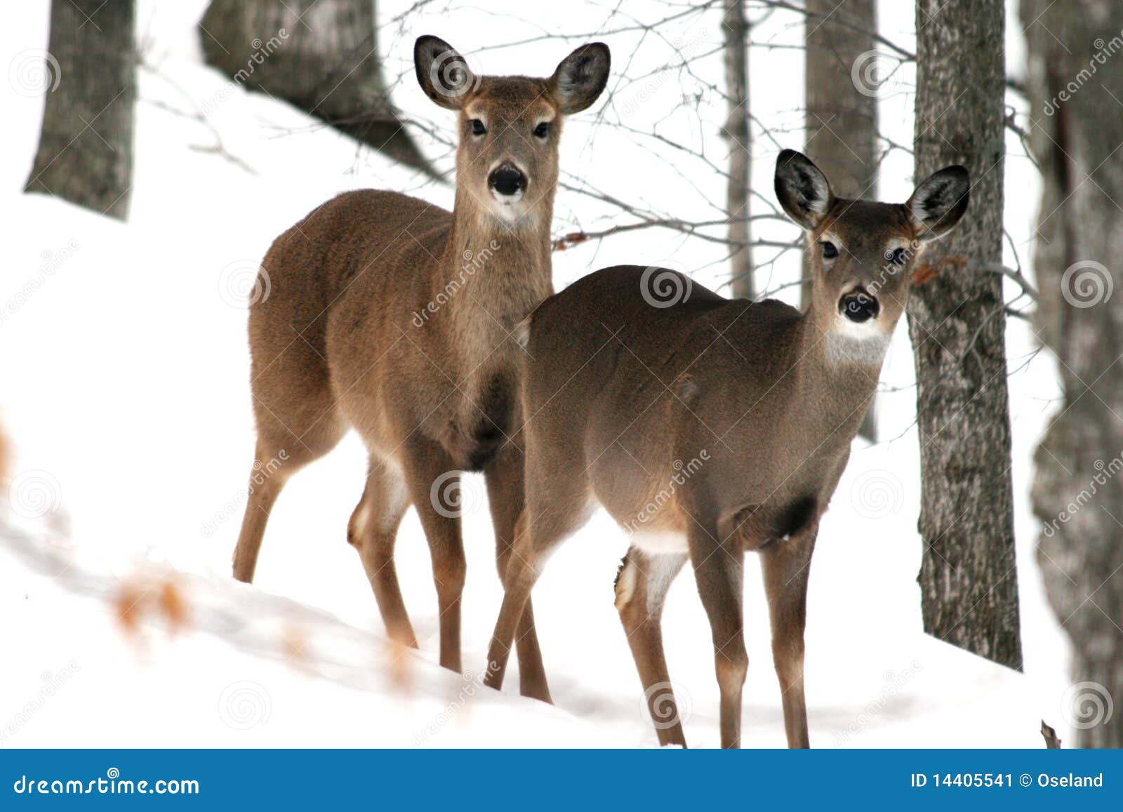 Two Deer stock image. Image of standing, looking, still - 14405541